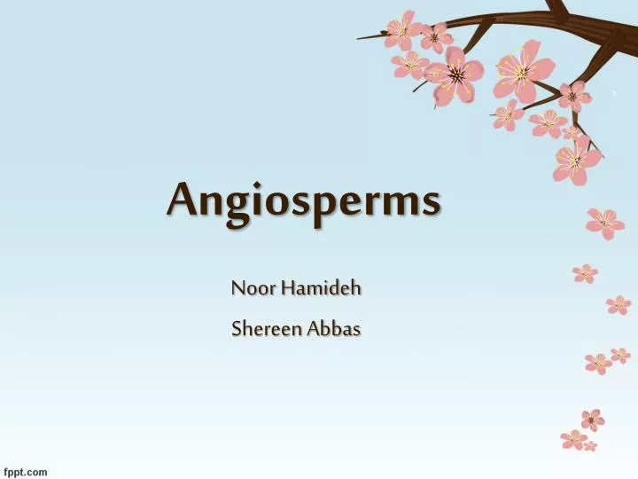 PPT - Angiosperms PowerPoint Presentation, free download - ID:2014997