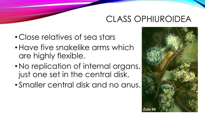 PPT - Phylum Echinodermata PowerPoint Presentation - ID:2015005