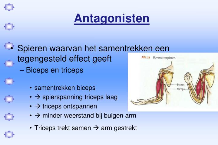 PPT - 7. Spieren en beweging PowerPoint Presentation - ID:2015104