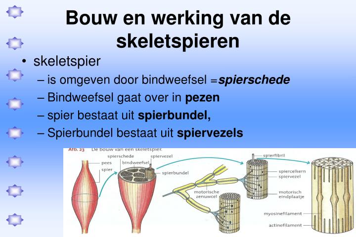 PPT - 7. Spieren en beweging PowerPoint Presentation - ID:2015104