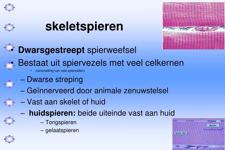 PPT - 7. Spieren en beweging PowerPoint Presentation - ID:2015104