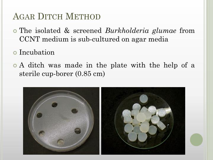 PPT - Biocontrol of “Bacterial Seedling Rot and Grain Rot of Rice ...
