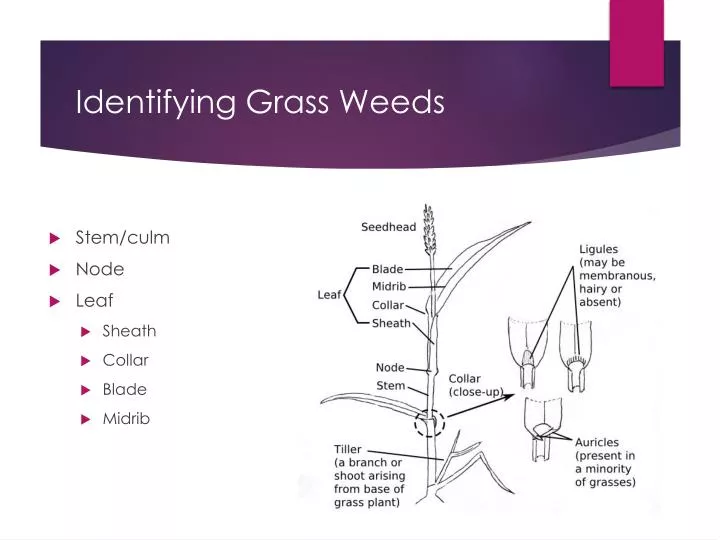 PPT - Identifying Grass Weeds PowerPoint Presentation, free download ...