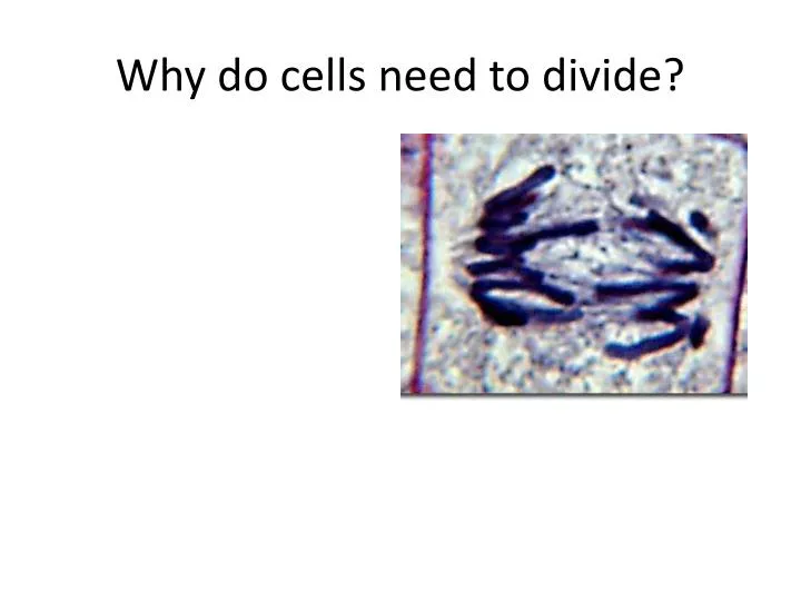 PPT - Why do cells need to divide? PowerPoint Presentation, free ...