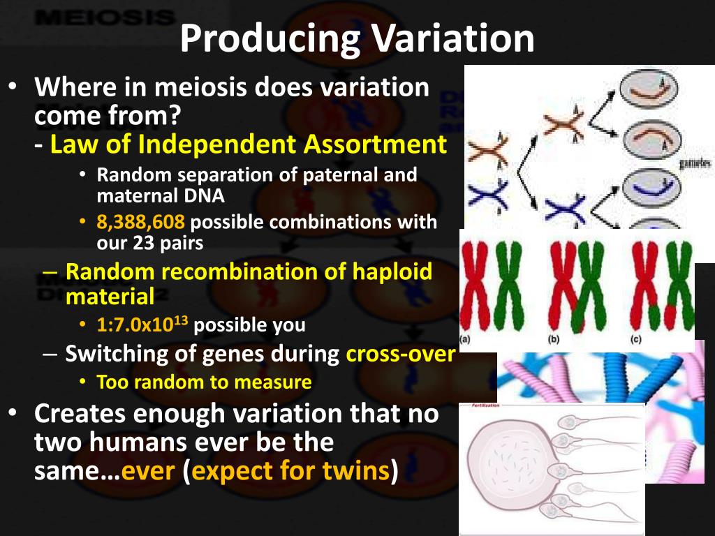 PPT - Meiosis and Sexual Reproduction PowerPoint Presentation, free ...