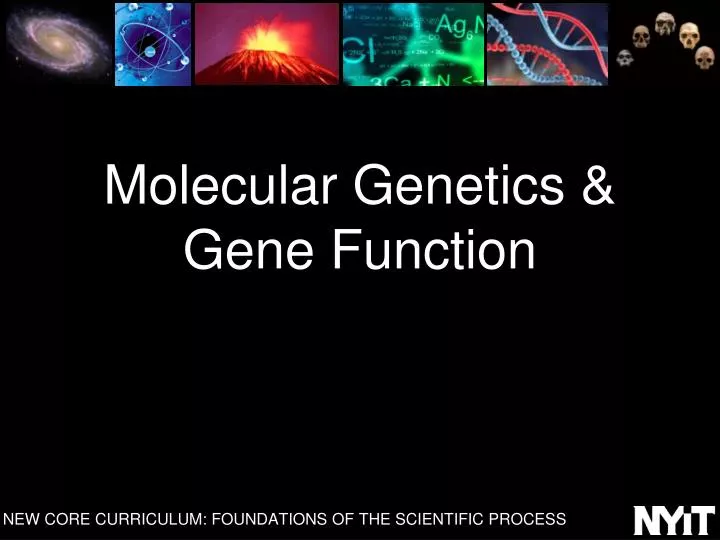 PPT - Molecular Genetics & Gene Function PowerPoint Presentation, free ...