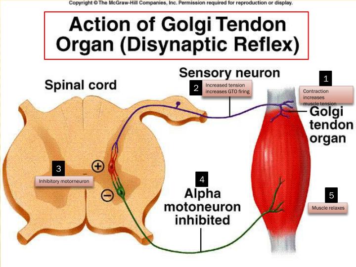 PPT - Spinal Cord reflexes PowerPoint Presentation - ID:2015673