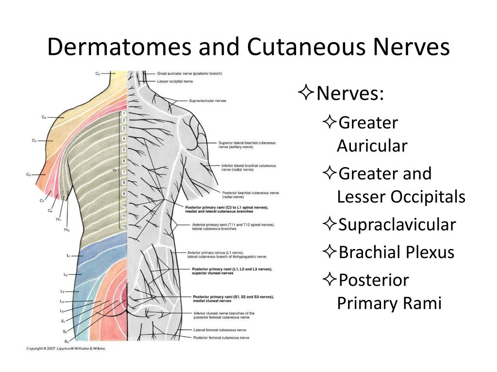PPT - MUSCLES OF THE APPENDICULAR SKELETON INNERVATION OF BLOOD VESSELS ...
