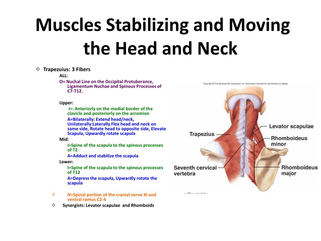 PPT - MUSCLES OF THE APPENDICULAR SKELETON INNERVATION OF BLOOD VESSELS ...