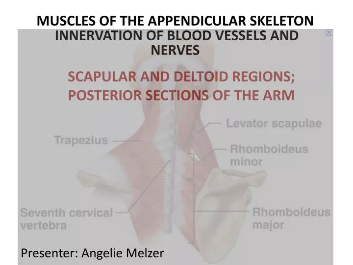 PPT - MUSCLES OF THE APPENDICULAR SKELETON INNERVATION OF BLOOD VESSELS ...