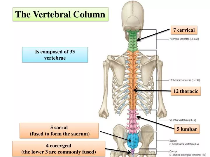PPT The Vertebral Column PowerPoint Presentation Free Download ID PPT The Vertebral Column PowerPoint Presentation Free Download ID
