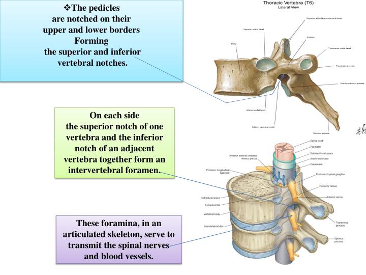 PPT - The Vertebral Column PowerPoint Presentation - ID:2015688
