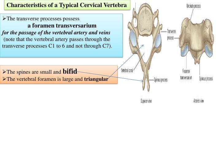 PPT - The Vertebral Column PowerPoint Presentation - ID:2015688