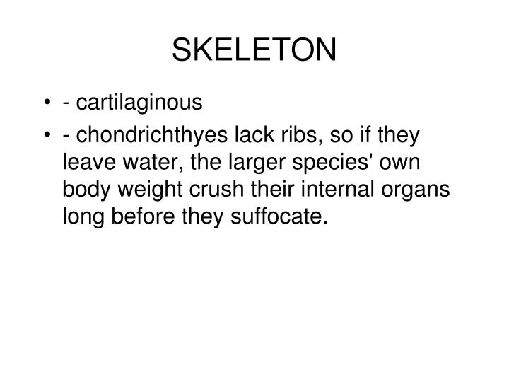 PPT - Chondrichthyes PowerPoint Presentation - ID:2015747