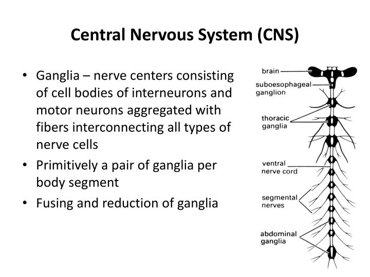 PPT - Internal Anatomy of Insects (Lectures 13) PowerPoint Presentation ...