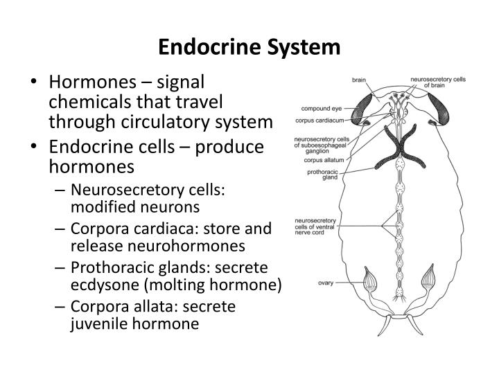 PPT - Internal Anatomy of Insects (Lectures 13) PowerPoint Presentation ...