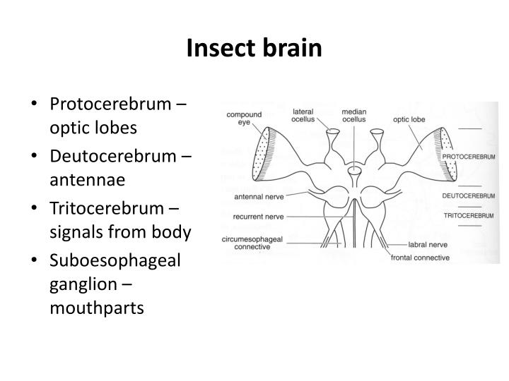 PPT - Internal Anatomy of Insects (Lectures 13) PowerPoint Presentation ...