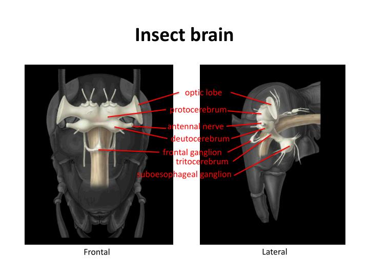 PPT - Internal Anatomy of Insects (Lectures 13) PowerPoint Presentation ...