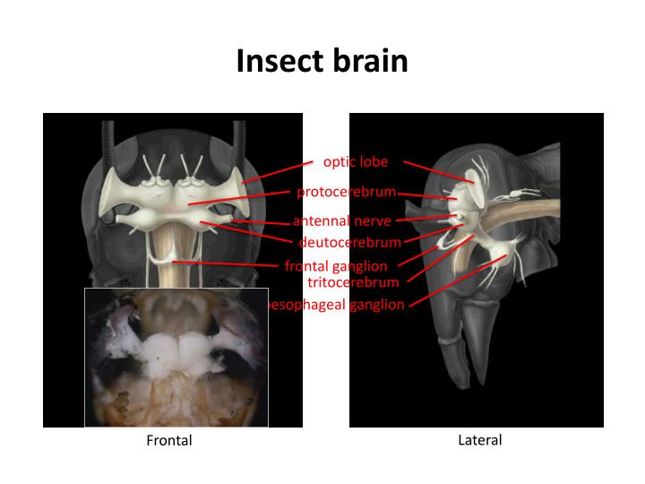 PPT - Internal Anatomy of Insects (Lectures 13) PowerPoint Presentation ...