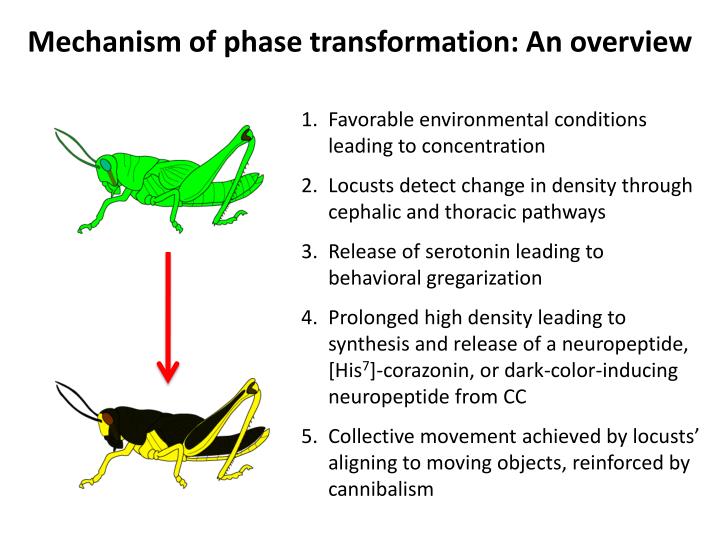 PPT - Internal Anatomy of Insects (Lectures 13) PowerPoint Presentation ...