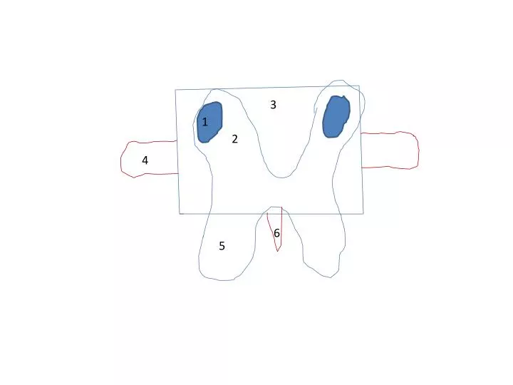 PPT - 1-pedicle of L1 2- superior articular facet L1 3- body of L1 4 ...
