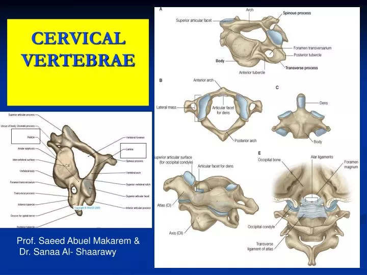 Cervical Vertebrae
