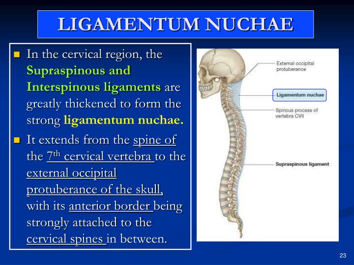 PPT - CERVICAL VERTEBRAE PowerPoint Presentation - ID:2015943