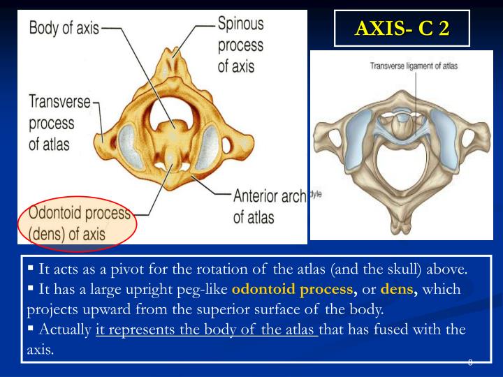 PPT - CERVICAL VERTEBRAE PowerPoint Presentation - ID:2015943