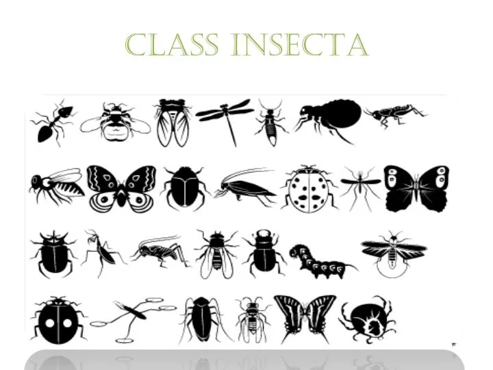 PPT - CLASS INSECTA PowerPoint Presentation, free download - ID:2015954
