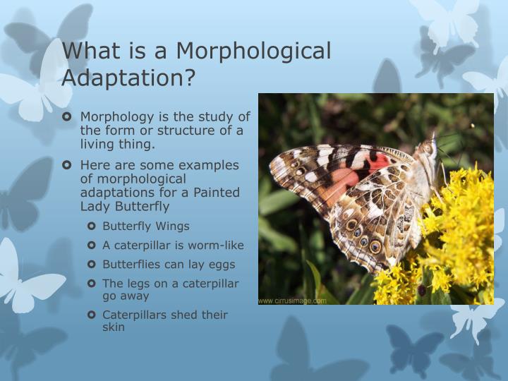 PPT - Morphological Adaptations of a Painted Lady Butterfly PowerPoint ...