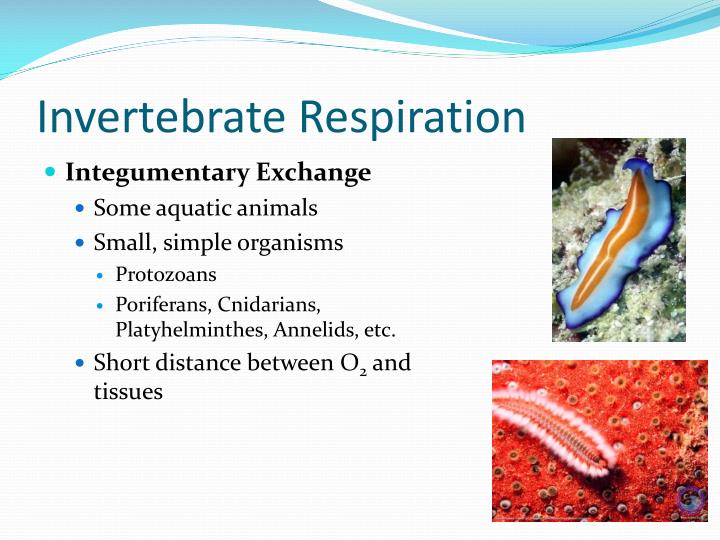 PPT - Chapter 40 PowerPoint Presentation - ID:2016084