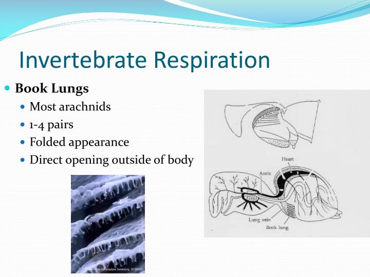 PPT - Chapter 40 PowerPoint Presentation - ID:2016084