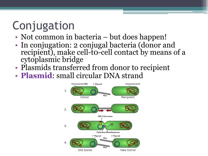 PPT - Prokaryotes: Bacteria & Archaebacteria PowerPoint Presentation ...