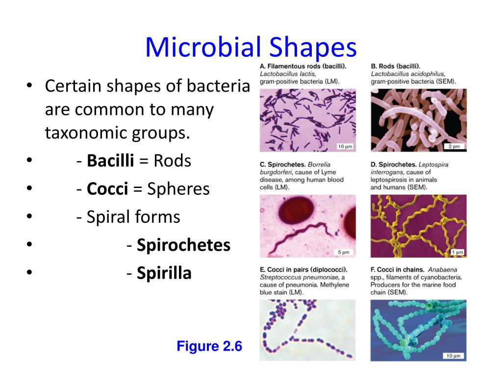 PPT - Biology 422 Microbiology PowerPoint Presentation, free download ...