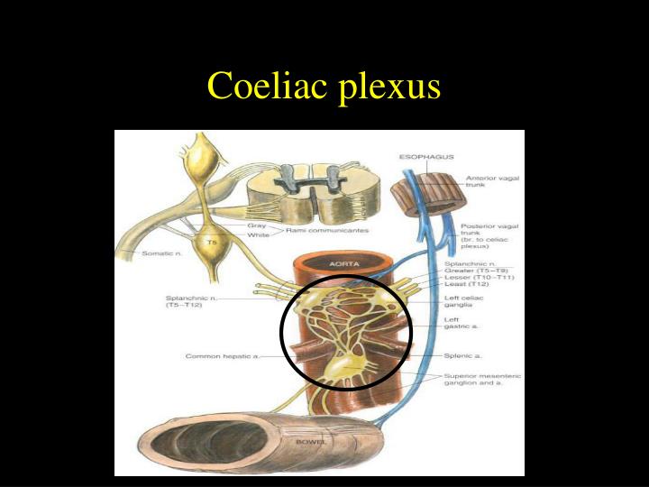 PPT - Coeliac Plexus Block PowerPoint Presentation - ID:2016538