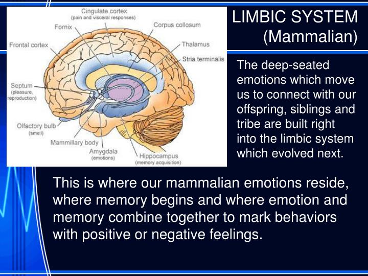 PPT - SPIRITUALITY PowerPoint Presentation - ID:2016918