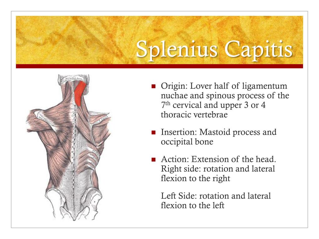 Splenius Capitis Origin And Insertion