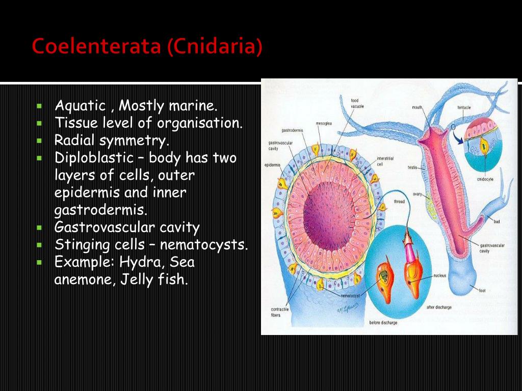 PPT - Diversity in Living Organism PowerPoint Presentation, free ...