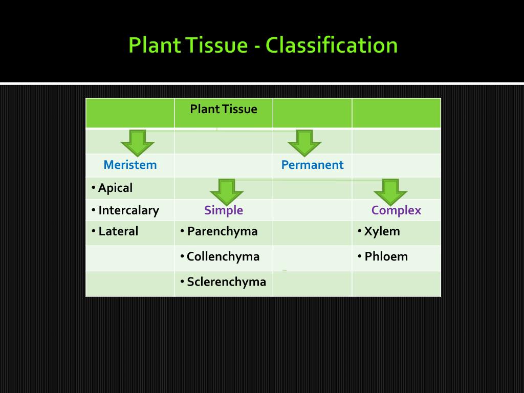 PPT - Diversity in Living Organism PowerPoint Presentation, free ...