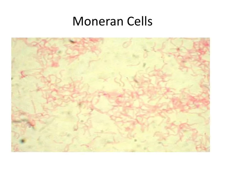 PPT - Moneran Cells PowerPoint Presentation, free download - ID:2017381