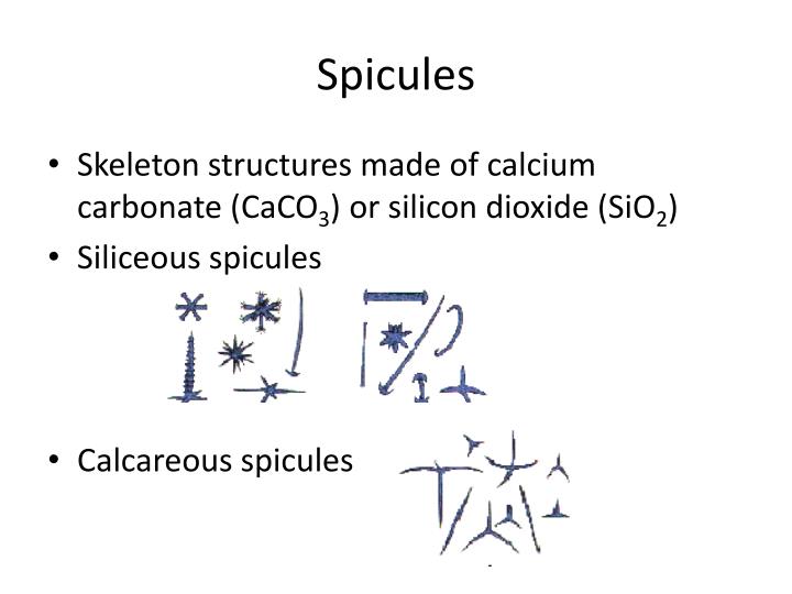 PPT - Phylum Porifera PowerPoint Presentation - ID:2017409