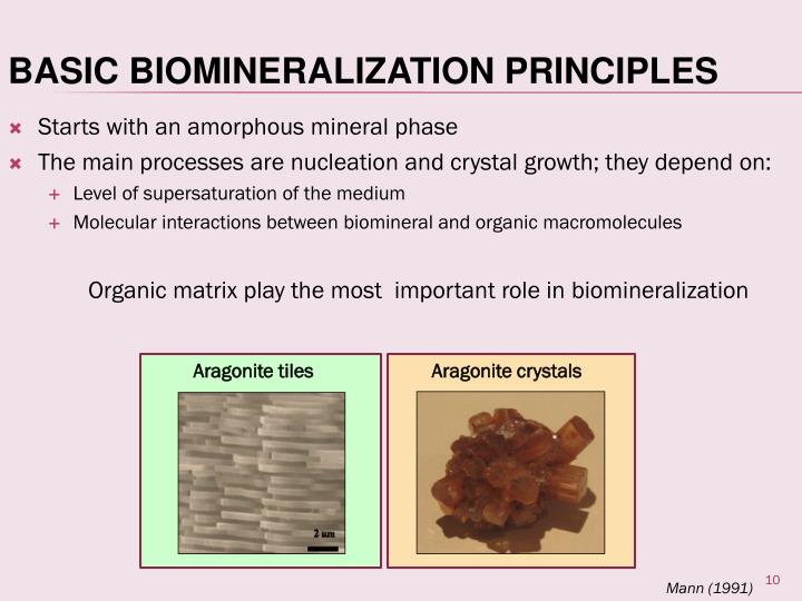 PPT - Biomineralization & Biominerals PowerPoint Presentation - ID:2017465