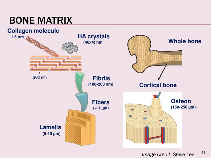 PPT - Biomineralization & Biominerals PowerPoint Presentation - ID:2017465