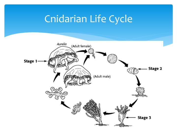 PPT - Sponges, Cnidarians, Flatworms and Round Worms PowerPoint ...