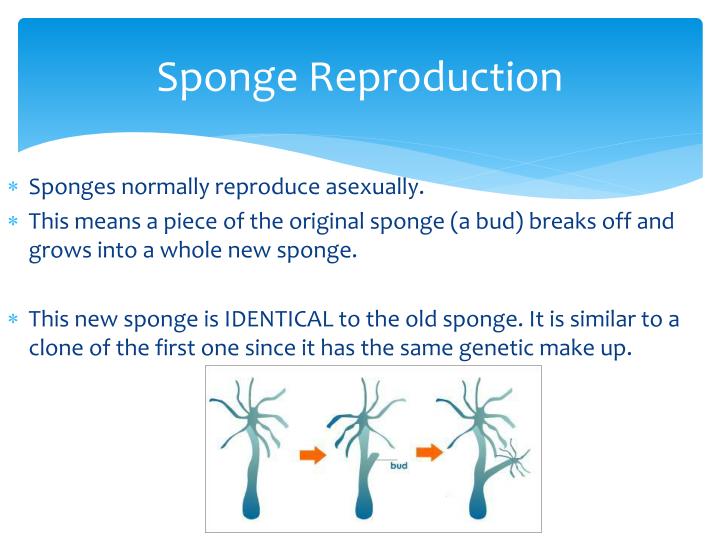 PPT - Sponges, Cnidarians, Flatworms and Round Worms PowerPoint ...