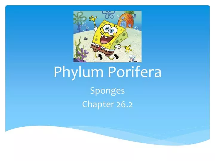 PPT - Phylum Porifera PowerPoint Presentation, free download - ID:2017492