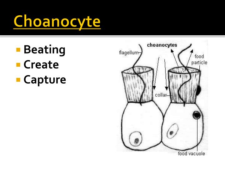 PPT - Sponges and Cnidarians PowerPoint Presentation - ID:2017508