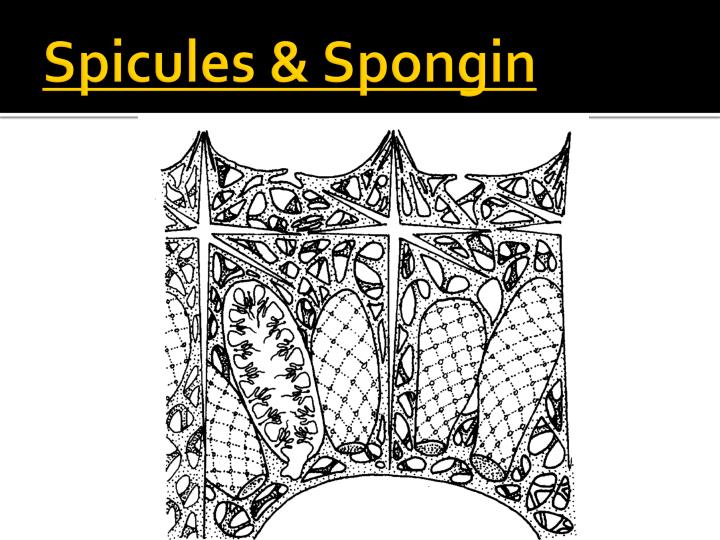 PPT - Sponges and Cnidarians PowerPoint Presentation - ID:2017508