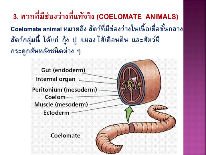PPT - อาณาจักรสัตว์ Kingdom Animalia หรือ Metazoa PowerPoint ...