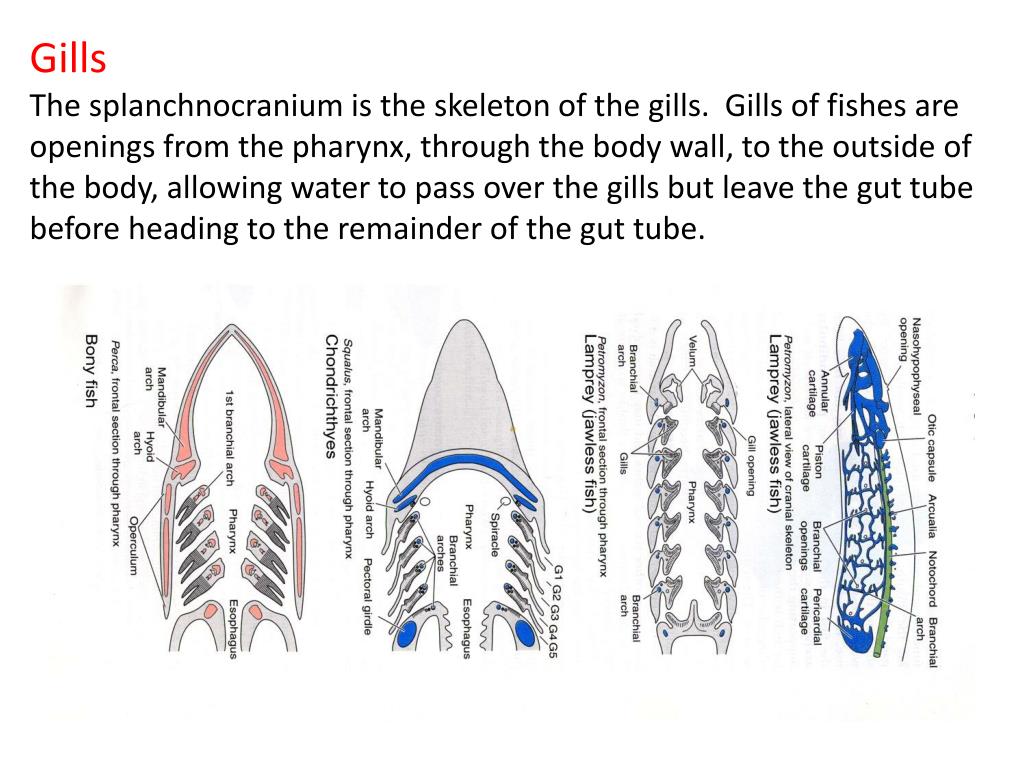 PPT - BIOLOGY 524 SKULL III SPLANCHNOCRANIUM S. S. Sumida PowerPoint ...